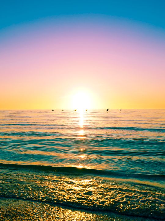 Pelicans at Sunset PORTRAIT - 360 Studios Fine Art - William Robert ...