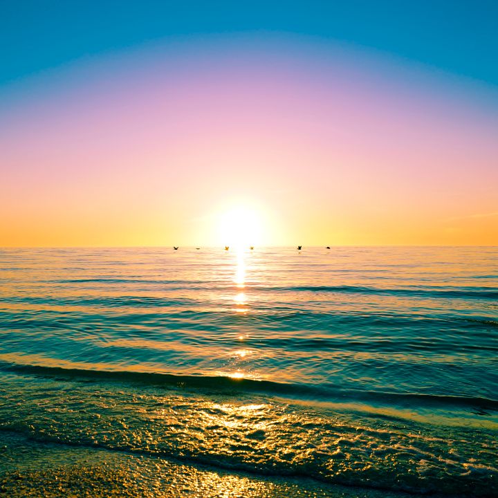 Pelicans at Sunset SQUARE - 360 Studios Fine Art - William Robert ...