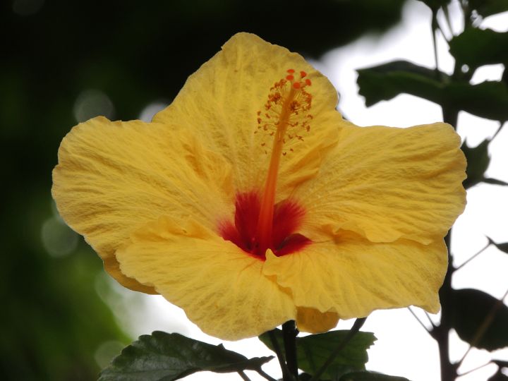 Radiant - Flowers - 360 Studios Fine Art - William Robert Stanek ...