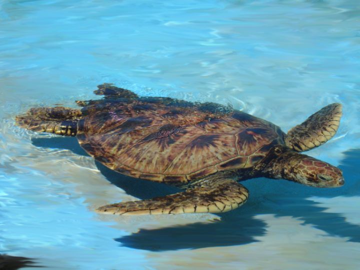 Sea Turtle - 360 Studios Fine Art - William Robert Stanek - Photography ...