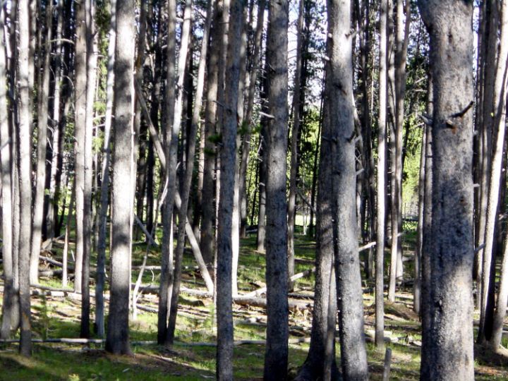 Trees at Sunset - 360 Studios Fine Art - William Robert Stanek ...