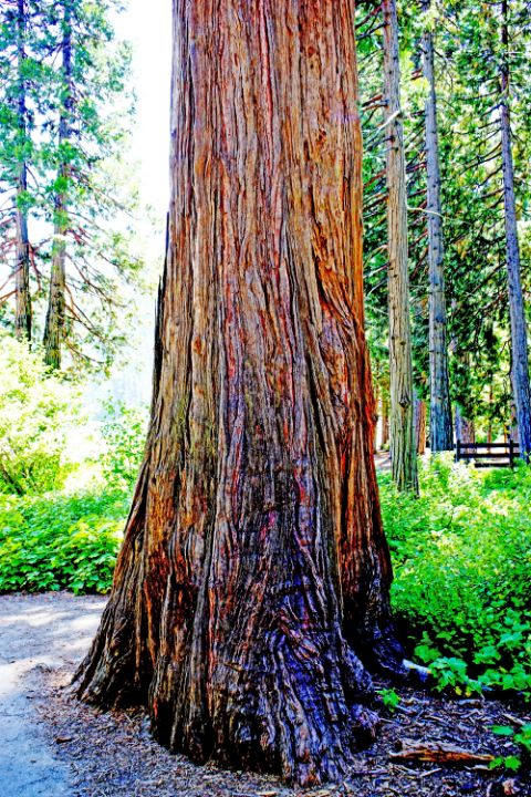 The Tree - 360 Studios Fine Art - William Robert Stanek - Photography ...