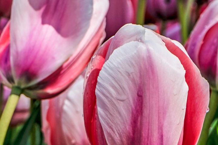 Extreme Closeup Tulip Netherland 24 - 360 Studios Fine Art - William Robert Stanek - Photography ...