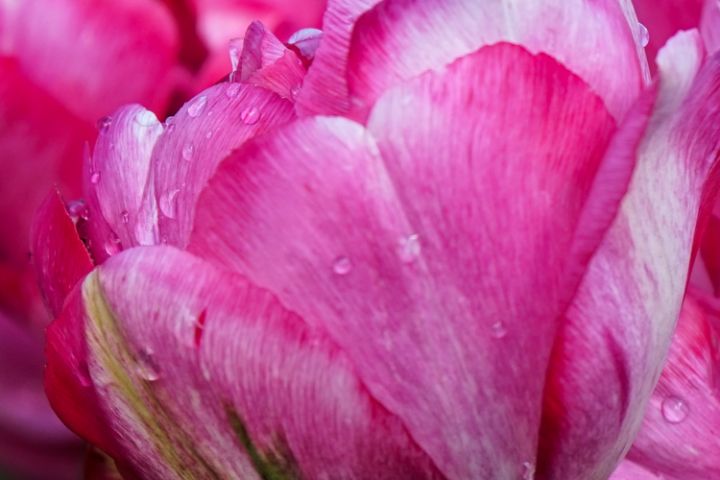 Extreme Closeup Tulip Netherland 33 - 360 Studios Fine Art - William ...