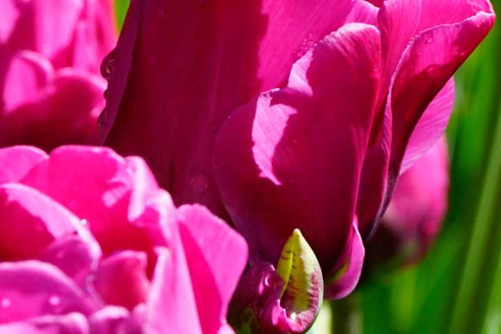 Extreme Closeup Tulip Netherland 66 - 360 Studios Fine Art - William ...