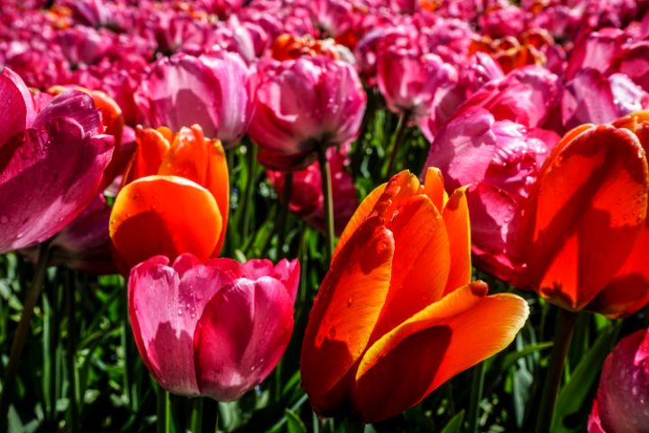 Beautiful Spring Tulips 4/23 - 360 Studios Fine Art - William Robert ...