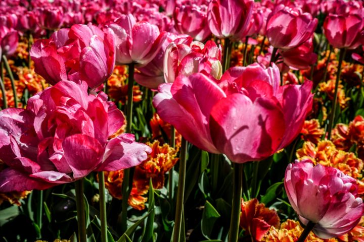 Beautiful Spring Tulips 6/23 - 360 Studios Fine Art - William Robert ...