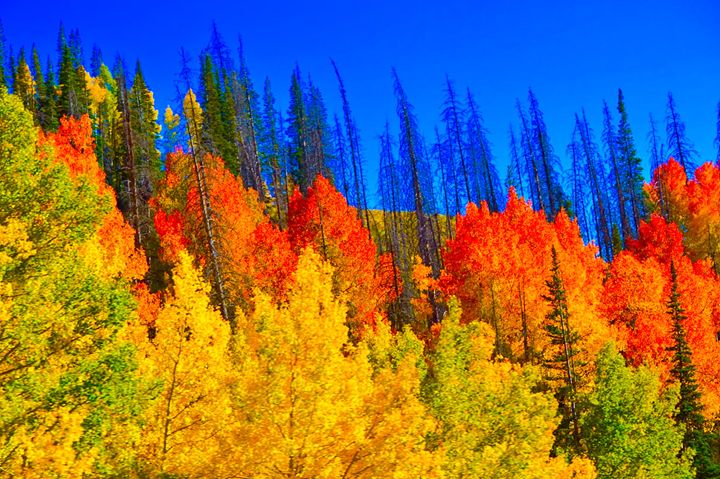 Utah Aspens in Full Autumn Colors - A & B Martin Photography ...