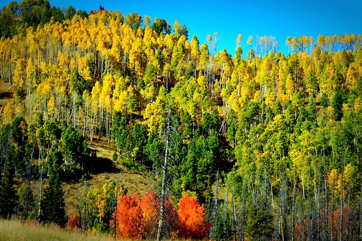 Utah Fall Colors - A & B Martin Photography - Photography, Landscapes ...