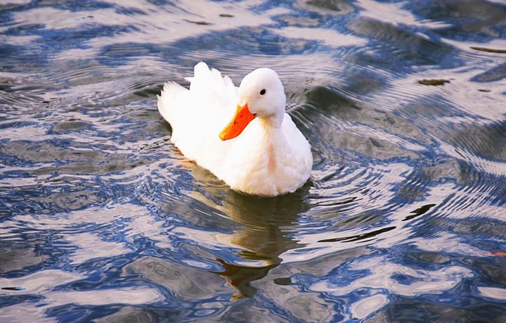 Duck on Spring Lake - A & B Martin Photography - Photography, Animals ...