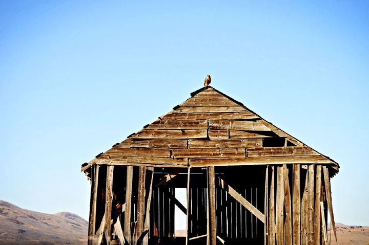 Red Tailed Hawk on Barn Roof - A & B Martin Photography - Photography ...