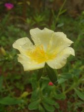 Charismatic Smile - Archana Venugopal - Drawings & Illustration, People ...