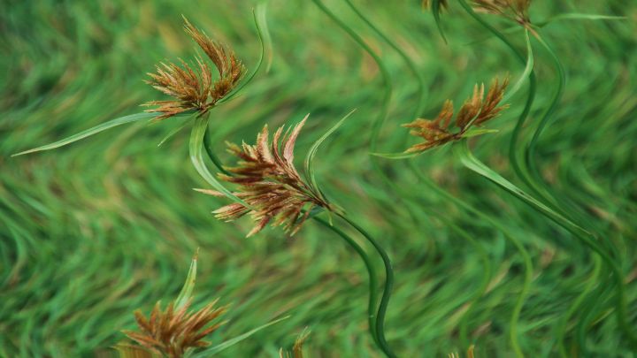 Vietnam landscape, curling grass - Vietnam Photo - Photography ...