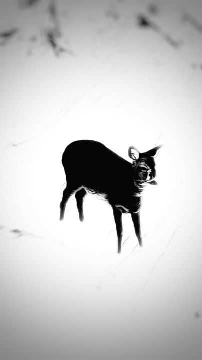 The deer - Fotograf Spalder - Digital Art & AI, Animals, Birds, & Fish ...