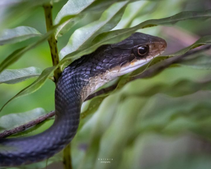 North American Racer Snake - Barrera Photography - Photography, Animals ...