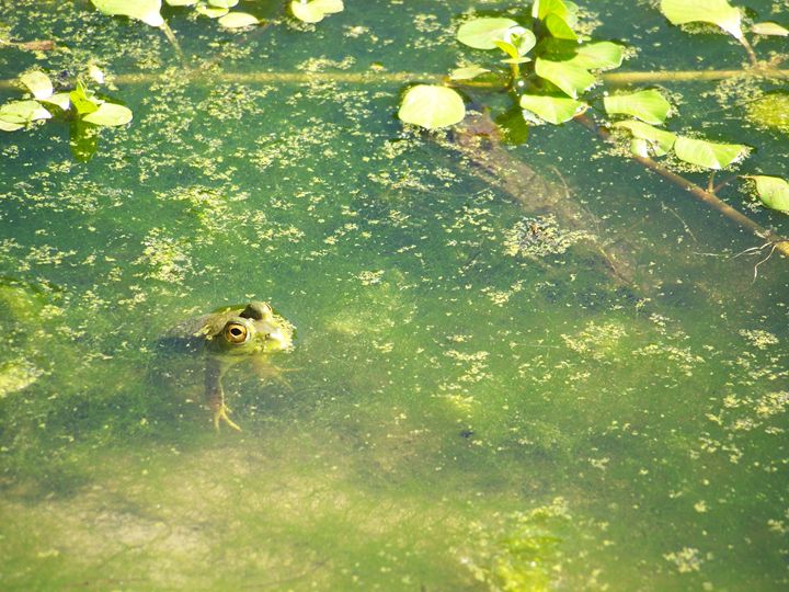 Toadally Floating - Stevie-Pieces of Peace - Photography, Animals ...