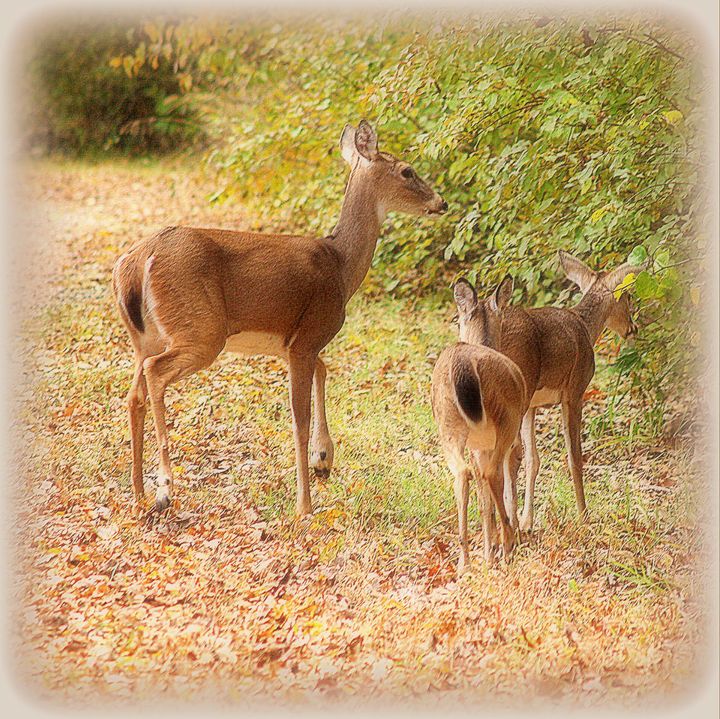Deer Family - A Touch of Forever by Cassie - Photography, Animals ...
