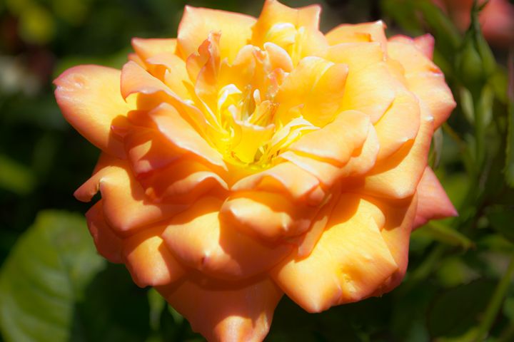 Golden Rose - Natural Beauty - Photography, Flowers, Plants, & Trees ...