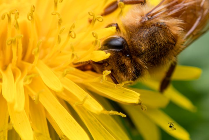Dandi Bee - Natural Beauty - Photography, Animals, Birds, & Fish, Bugs ...