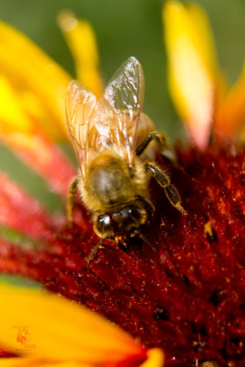 Bee - Natural Beauty - Photography, Animals, Birds, & Fish, Bugs ...