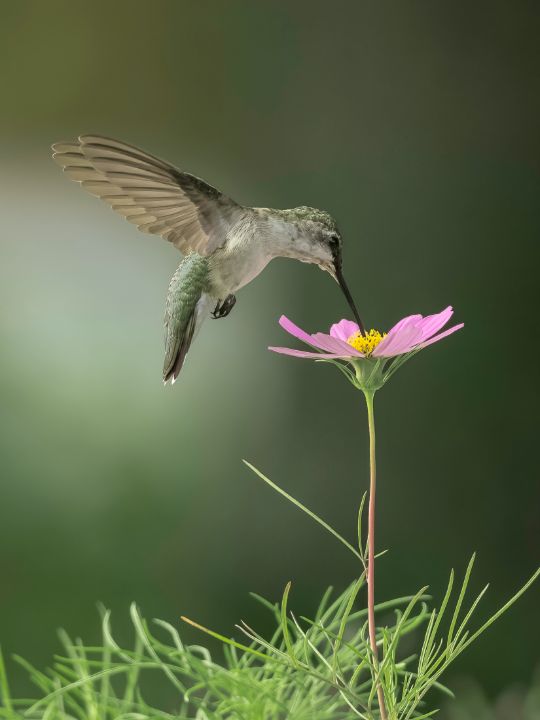 Hummingbird and Cosmos - TBIshee Nature Photography - Photography ...