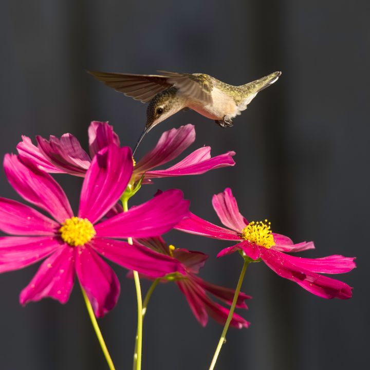 Hummingbird in the Pink - TBIshee Nature Photography - Photography ...