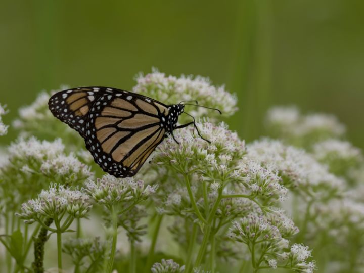 Monarch Butterfly Pollinating - TBIshee Nature Photography ...