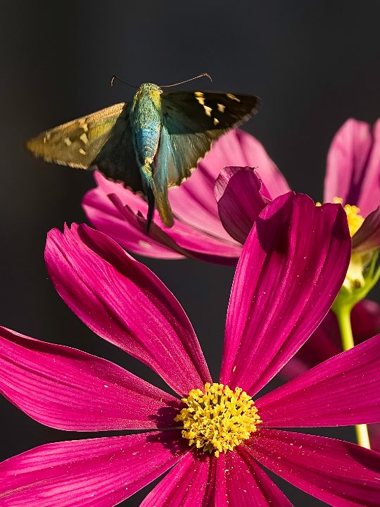 Long-tailed Skipper and Flowers - TBIshee Nature Photography ...