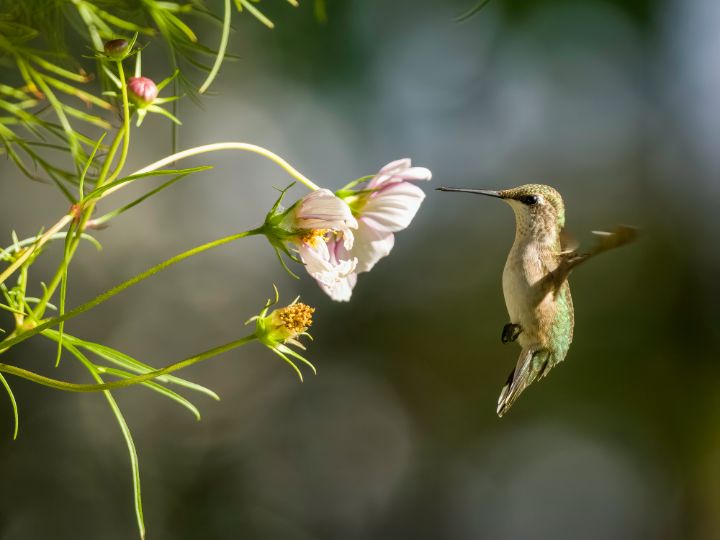 Upright Ruby-throated - TBIshee Nature Photography - Photography ...