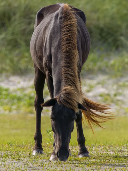 Wind Blown - TBIshee Nature Photography - Photography, Animals, Birds ...