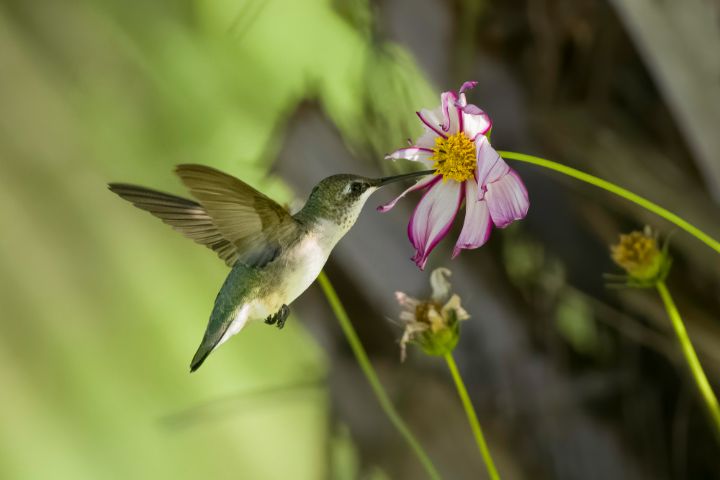 Hummingbird and Flower - TBIshee Nature Photography - Photography ...