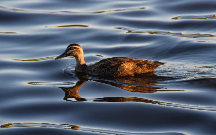 Duck & smooth waves - Shaas Al Najjar - Photography, Animals, Birds ...