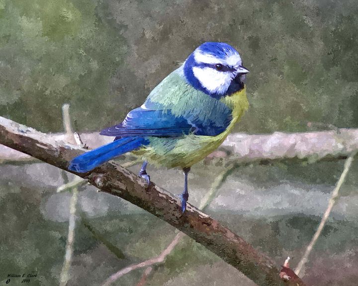 BLUE TITMOUSE - Willsart - Digital Art & AI, Animals, Birds, & Fish ...