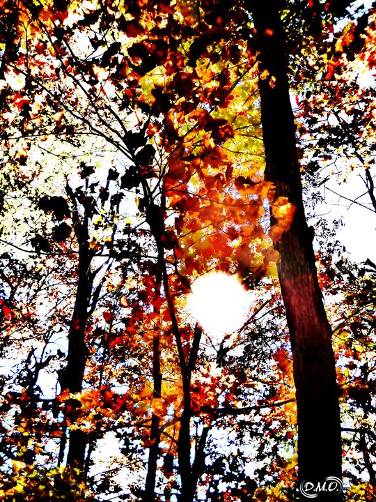 Ember Trees - Dak Art - Photography, Flowers, Plants, & Trees, Trees ...