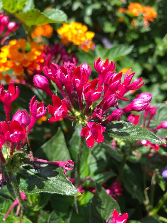 Bright Garden - Dak Art - Photography, Flowers, Plants, & Trees ...