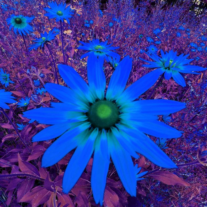 Purple Flower - Pixelesque - Digital Art & AI, Flowers, Plants, & Trees ...