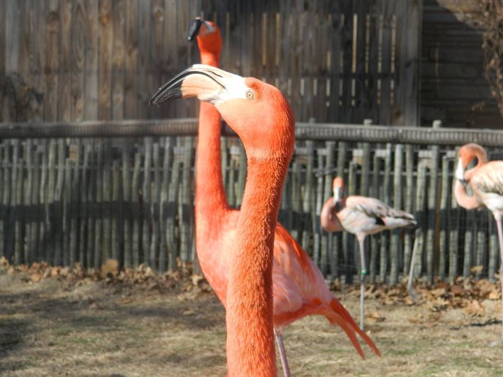 upclose and personal - Crofford Art - Photography, Animals, Birds ...