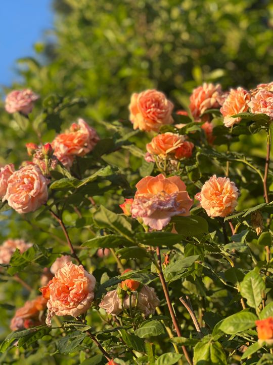 HIGH HOPES - Sedef's - Photography, Flowers, Plants, & Trees, Flowers ...