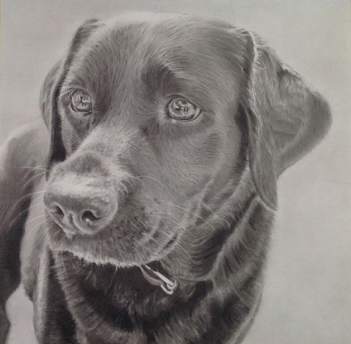 Black Labrador - Simon Knight Art - Drawings & Illustration, Animals ...