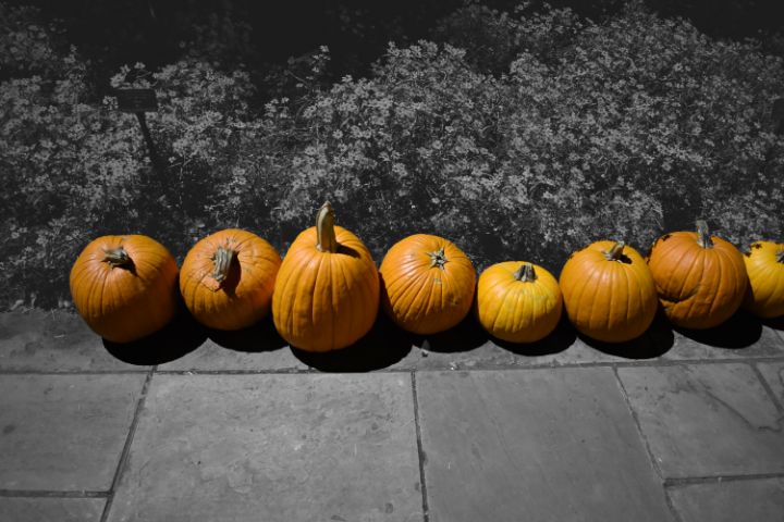 Pumpkin Lineup - Studio421 - Photography, Flowers, Plants, & Trees ...