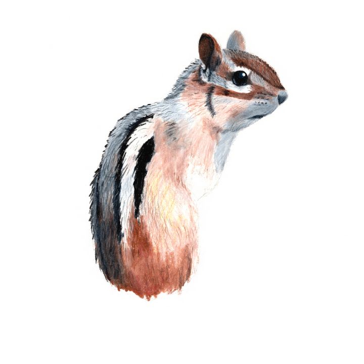 Eastern Chipmunk Drawing