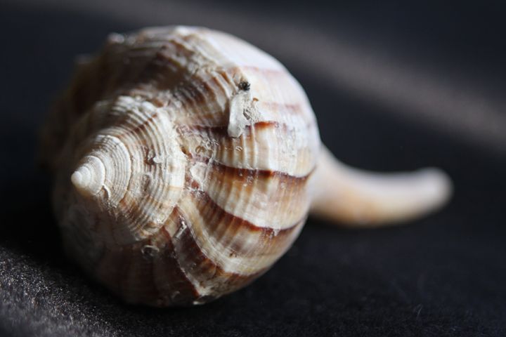 Striped Sea Shell - sheryl chapman photography - Photography, Still ...