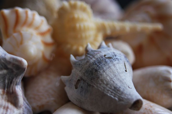 Pretty Seashells - sheryl chapman photography - Photography, Still Life ...
