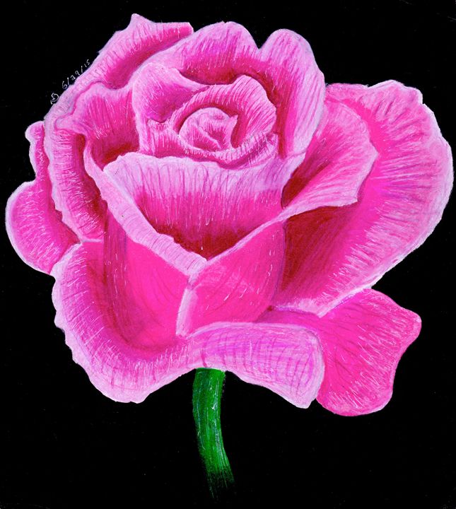 Pink Flower - Ben Foster's Portfolio - Drawings & Illustration, Flowers ...