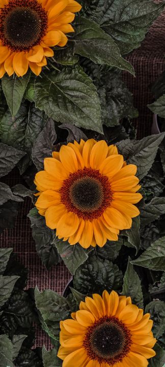 Tom Rocha - Photography