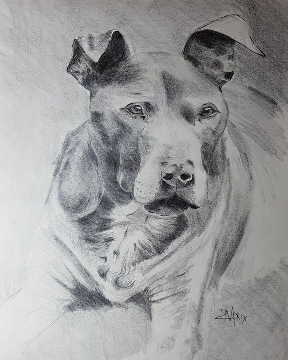 Staffordshire Terrier. - Gallerie - Drawings & Illustration, Animals ...