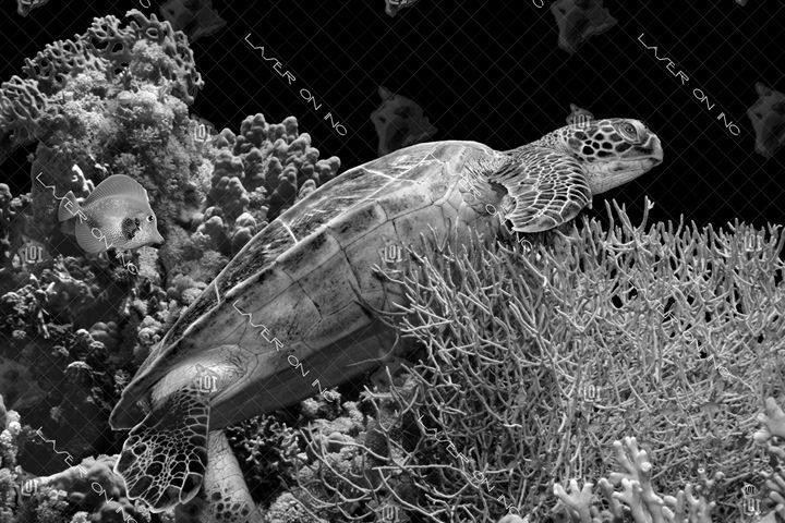 honu-rest-24 - Laser On Inc - Crafts & Other Art, Other Crafts & Art ...