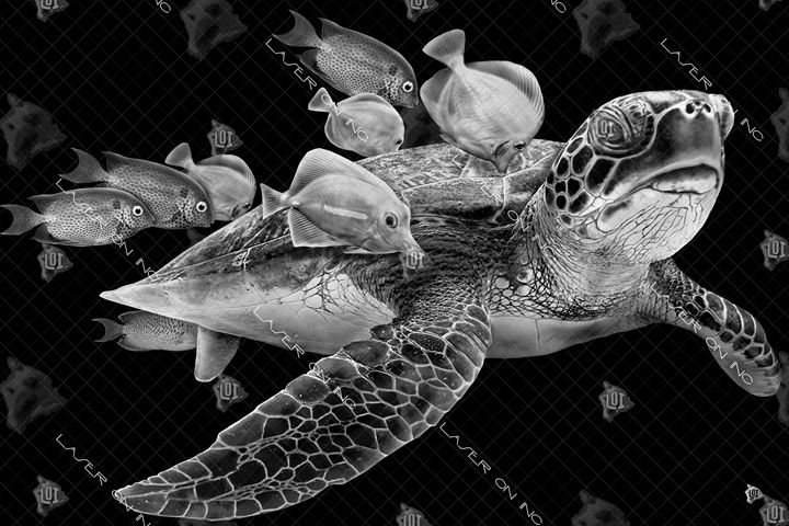 honu-wash-24 - Laser On Inc - Crafts & Other Art, Other Crafts & Art ...