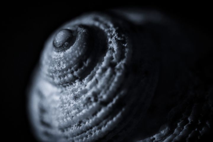 High Contrast Shell Macro 1 - B&W - THEGLOWINGBROCCOLI - Photography ...