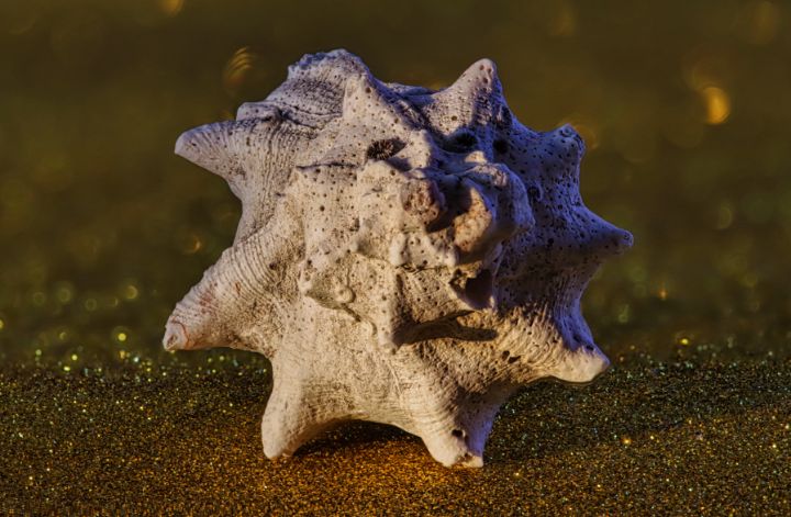 Golden Seashell Macro 4 - THEGLOWINGBROCCOLI - Photography, Still Life ...